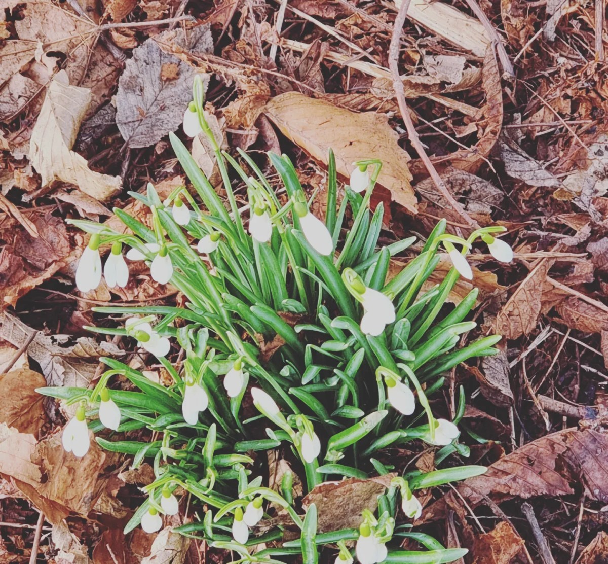 Early Spring – Journeys in Writing